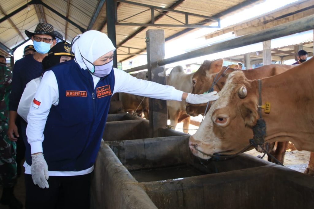 Populasi Sapi Potong, Sapi Perah dan Ayam Petelur Jatim Tertinggi ...